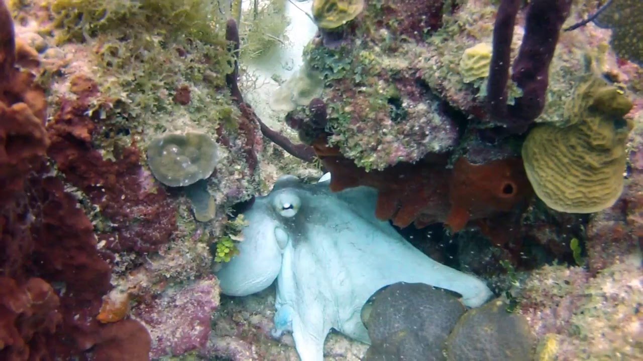 Diving Dominican Republic - Octopus - YouTube