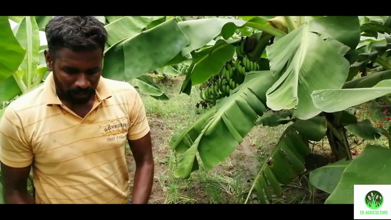 Multi crop cultivation |பல பயிரிடுதல் வழிமுறைகள் - YouTube