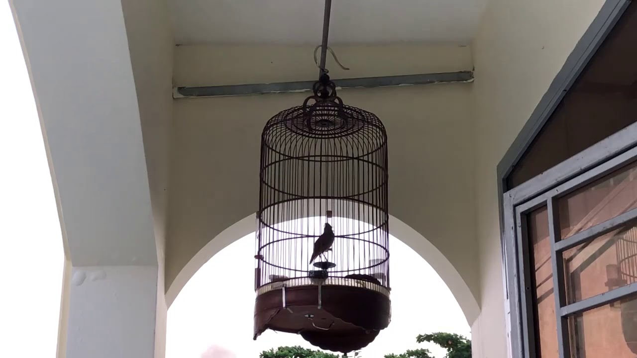 Lark bird singing best song ever 2018 - YouTube