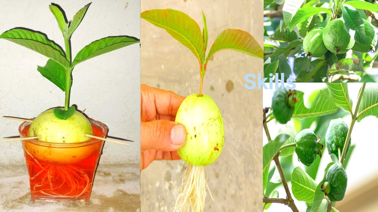 How to grow a plant from guava fruit in the garden 100% successful ...
