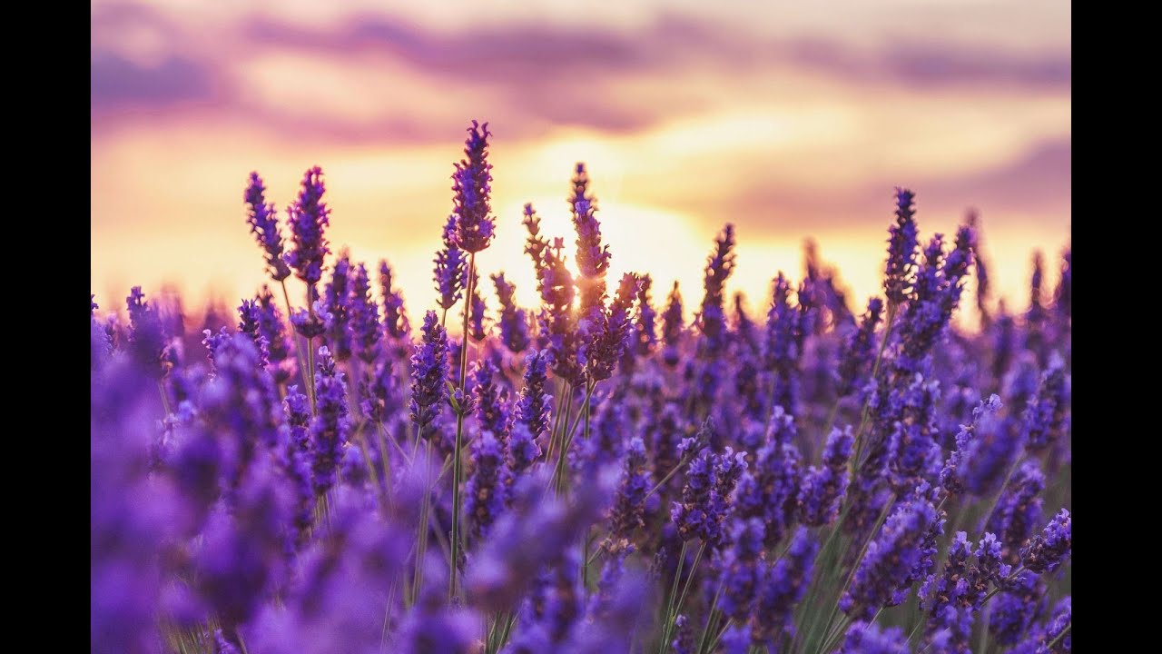 Lavender - YouTube
