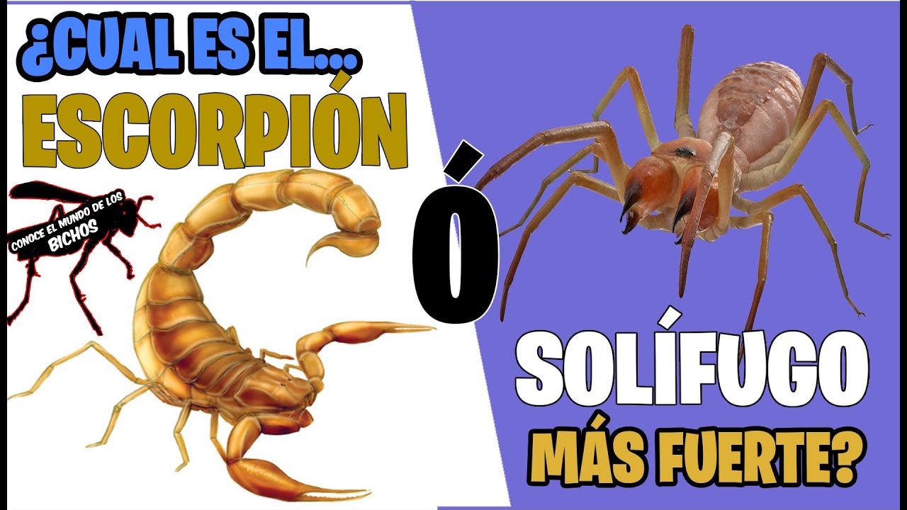 ESCORPIÓN O SOLÍFUGO ¿CUAL ES MÁS FUERTE? - YouTube