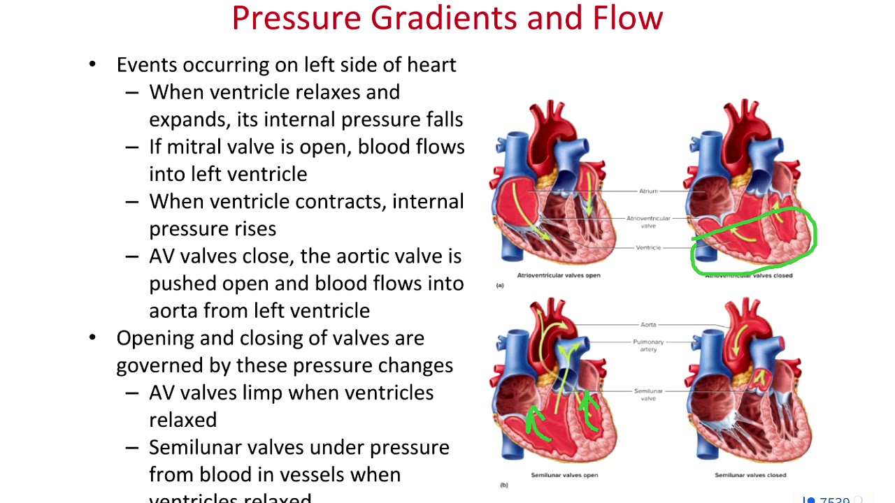 BIOL 314 Ch 19 Heart 2019-09-19 - YouTube