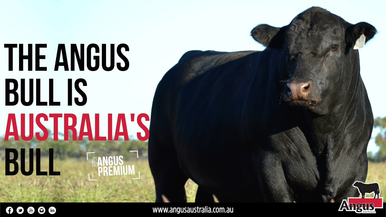 The Angus Bull is Australia's Bull - YouTube