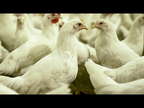 World cute chickens l lovely chicks l white murgi - YouTube