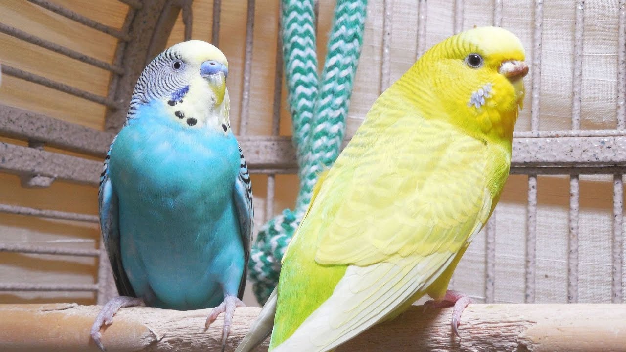 45 Min Happy Parakeets TV Singing, Eating & Chirping, Budgies Chirping ...