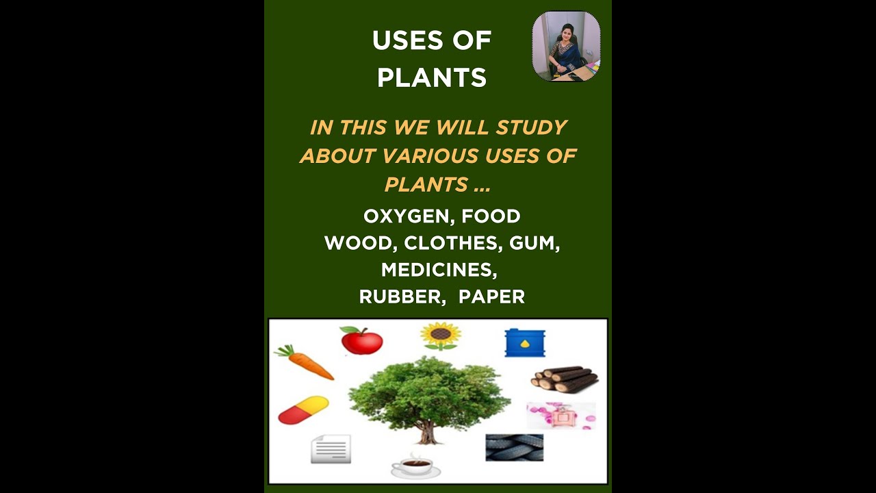 uses of plants// science// class-2nd - YouTube