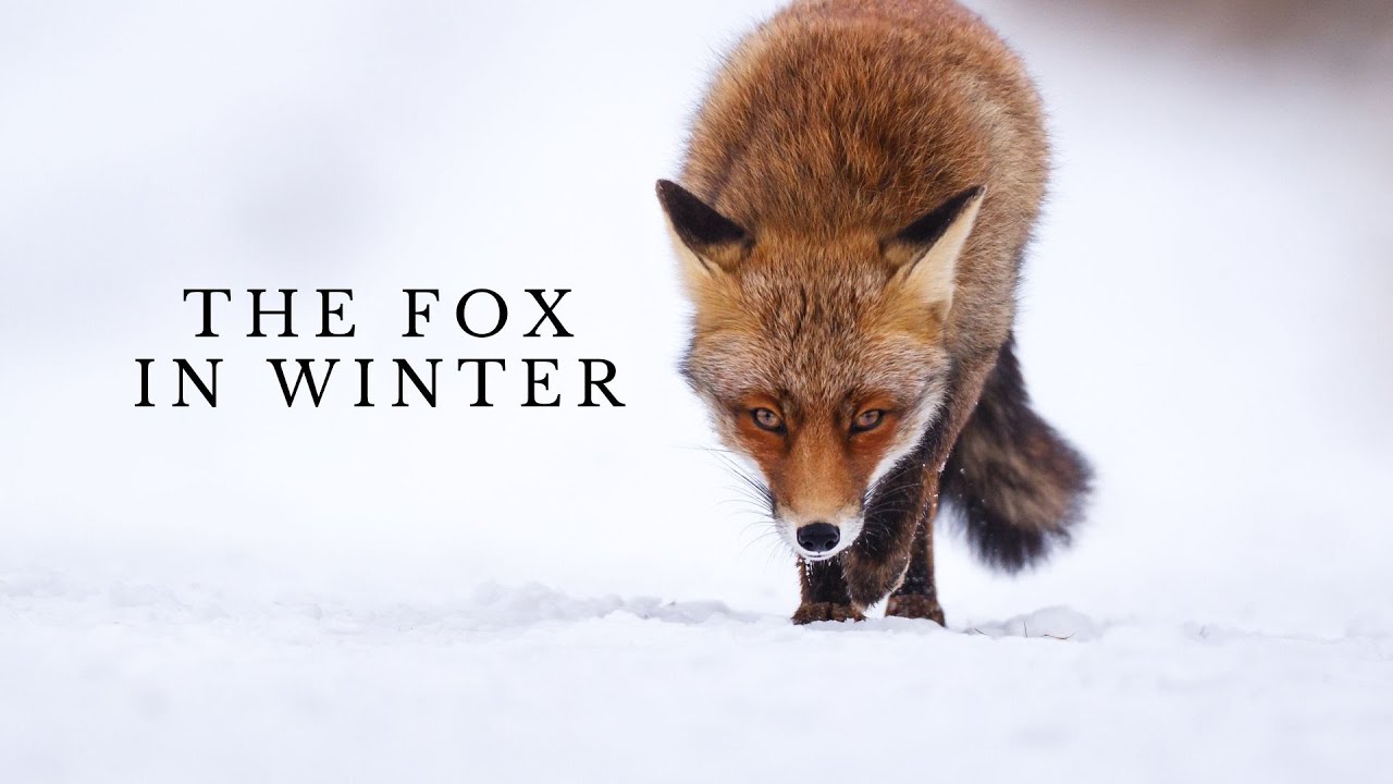 The Fox in Winter - YouTube