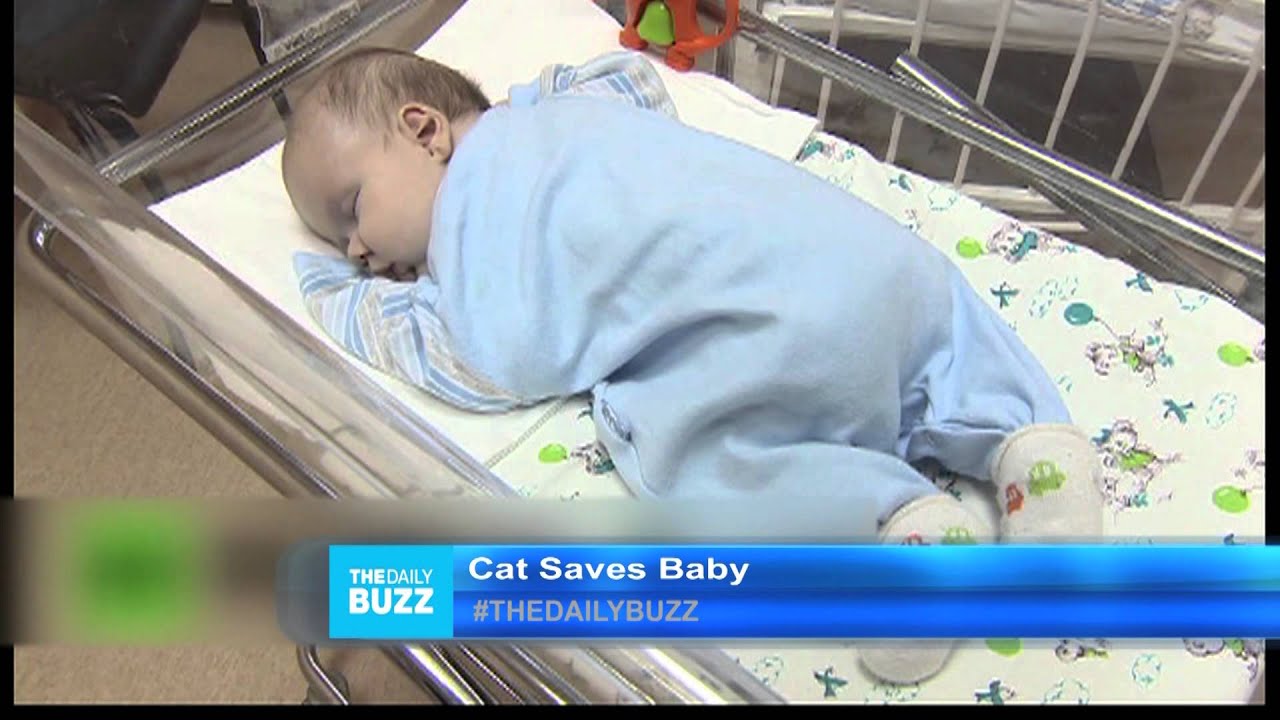 Cat Saves Baby left in a Cardboard Box! - YouTube