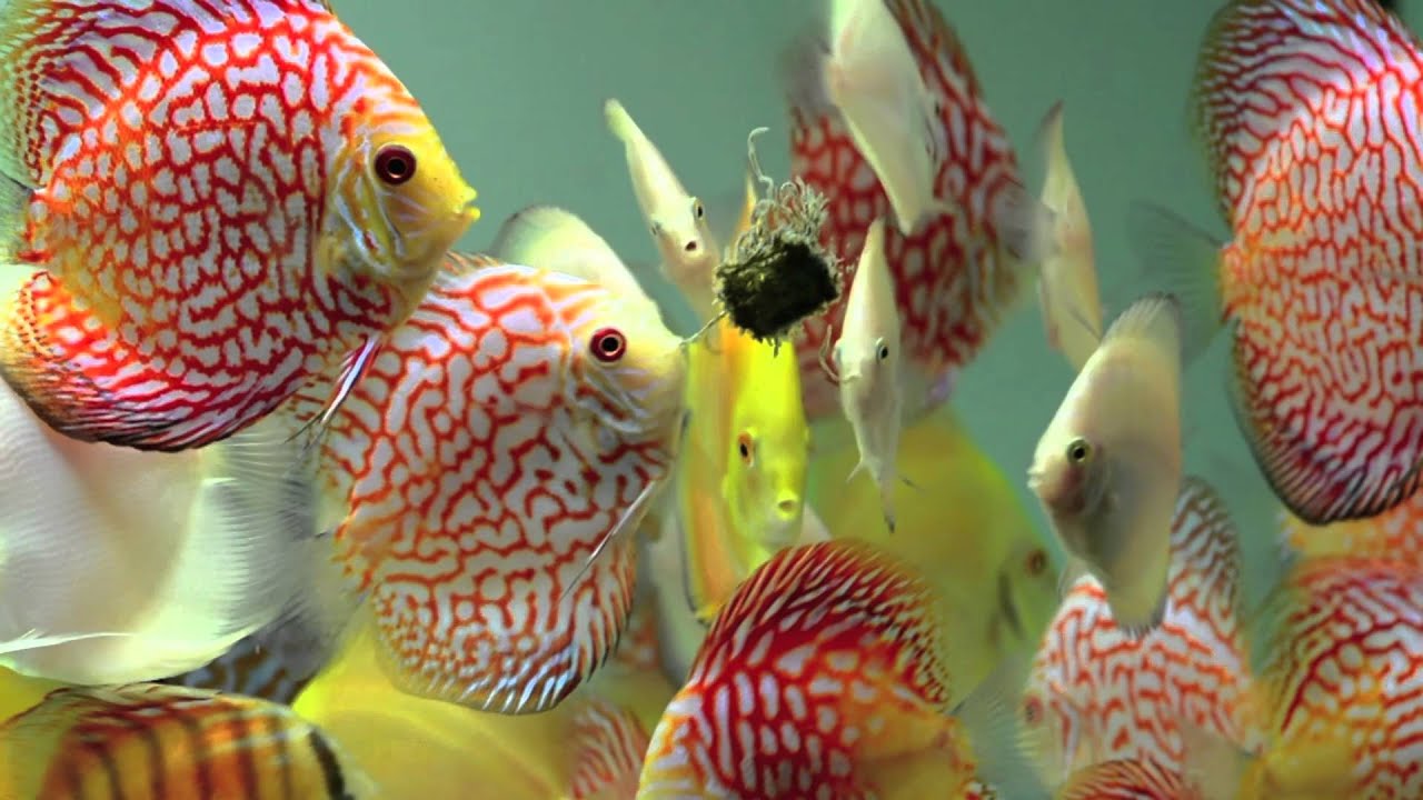 CAF Discus Fish Stock For February 25th, 2016 Including Possible ...
