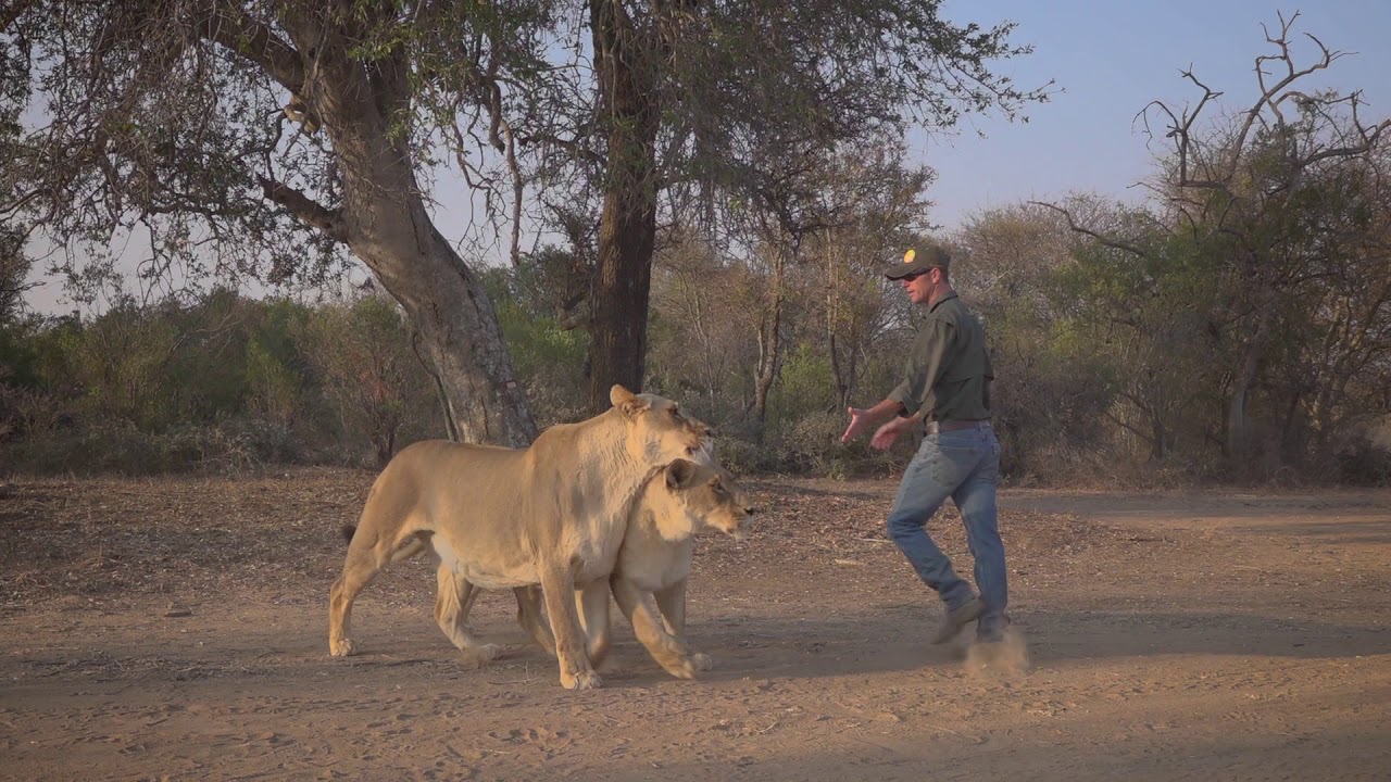 Big Cat Experiences - YouTube