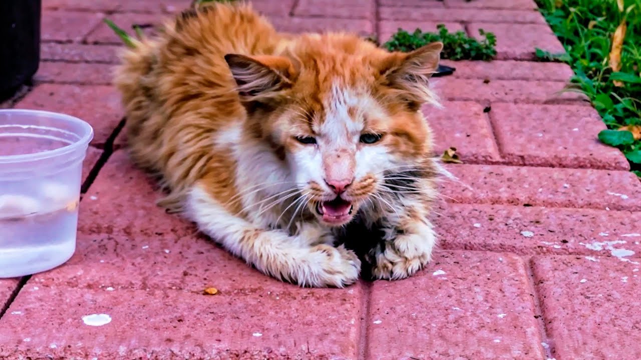 Sick Stray Cat Chooses a Family And Begs Them For Help - YouTube