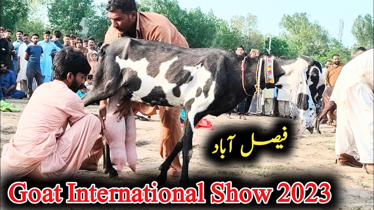 World Record Goat Milking Show In Faslabad 2023 #worldrecord # ...
