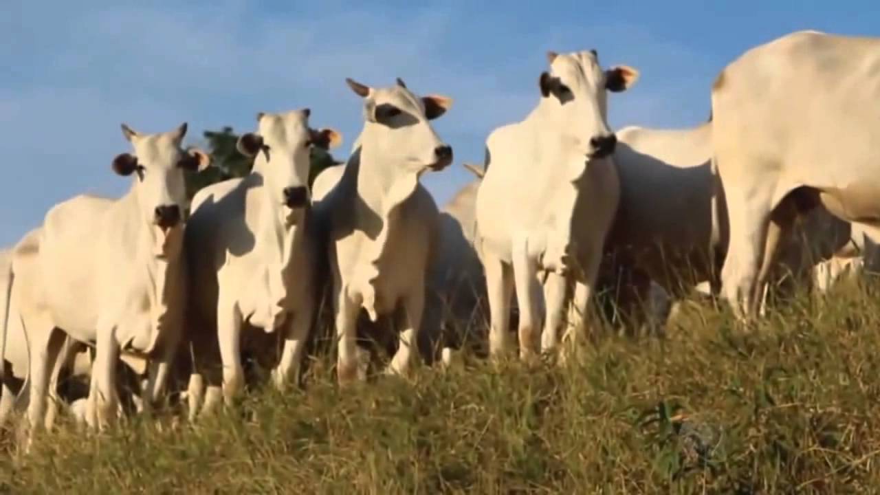 Verdade? Vídeo de vacas ouvindo música clássica faz sucesso na internet ...