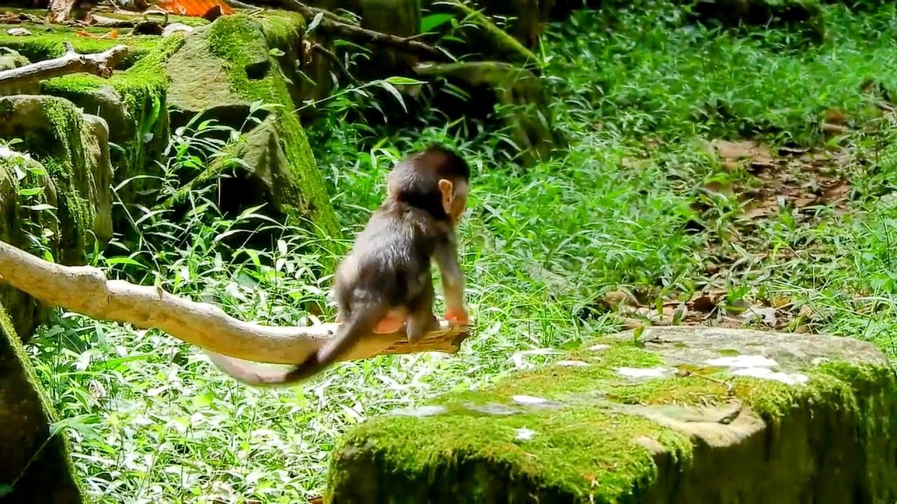 Cute Baby Balance Sitting On Branch Of Tree - YouTube