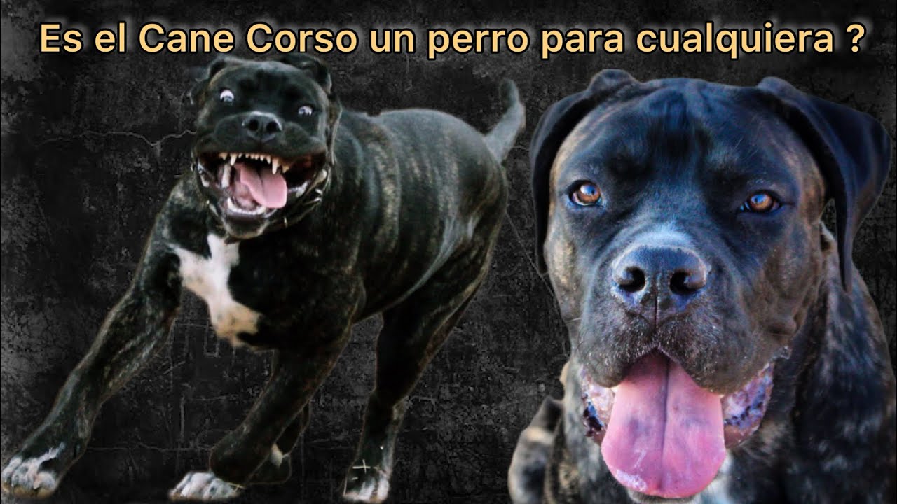 ES EL CANE CORSO UN PERRO PARA CUALQUIER PERSONA ? // Te resuelvo la ...