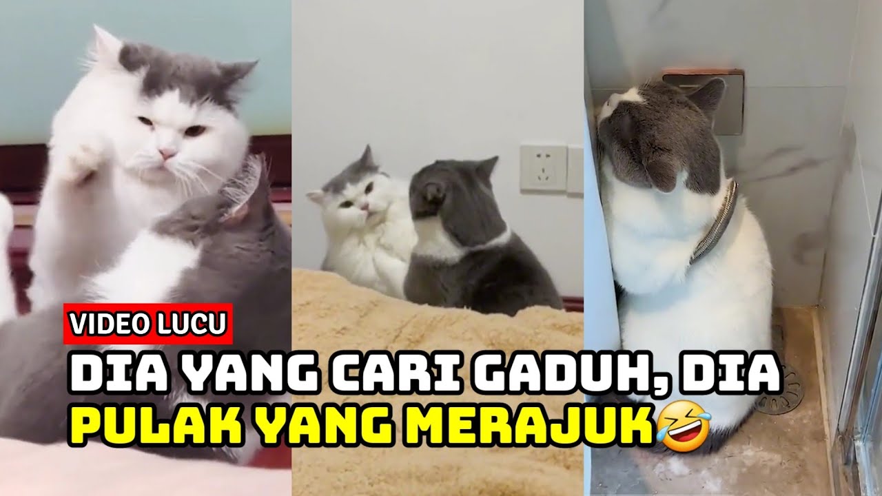 VIDEO KUCING GEMUK MERAJUK TEPI DINDING GARA2 KENA MARAH - YouTube