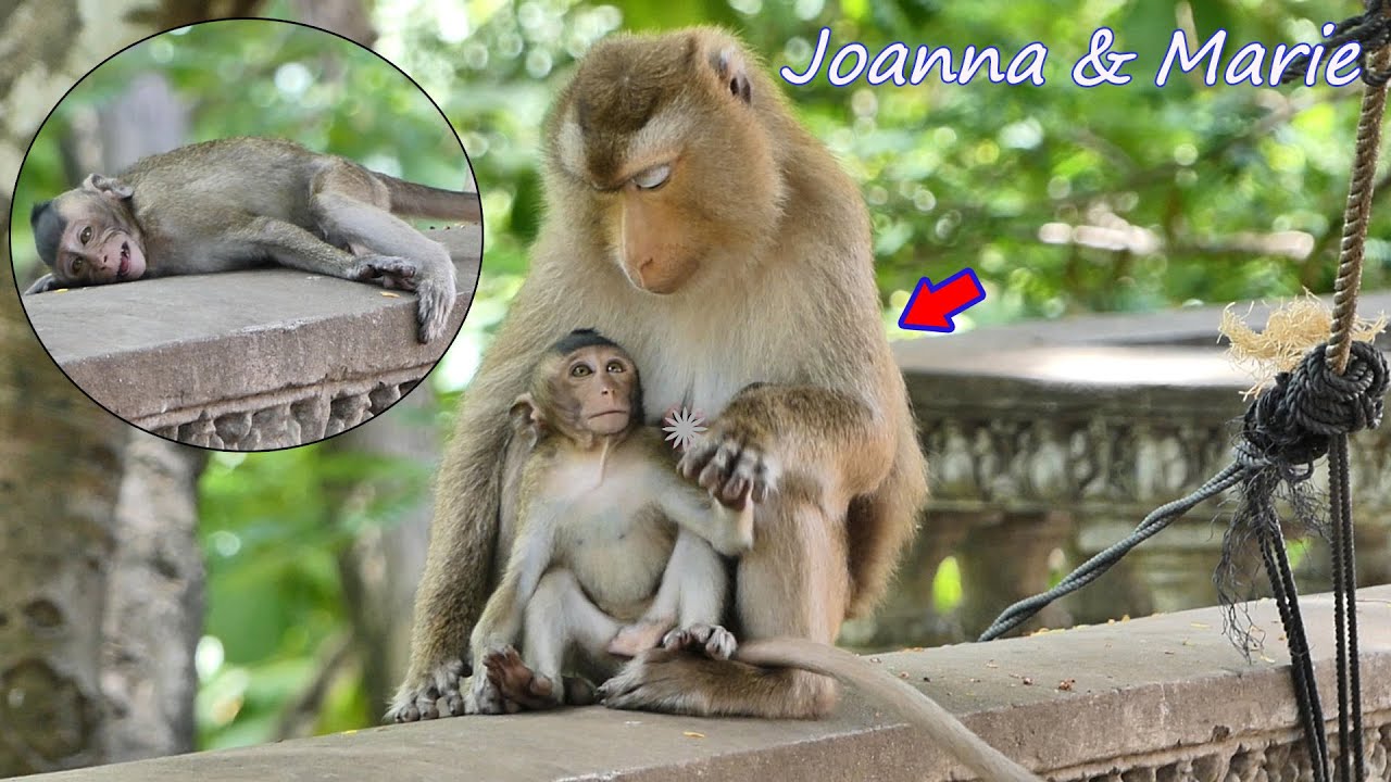Poor Baby monkey Marie Cry because she angry her mom Mekala and run to ...