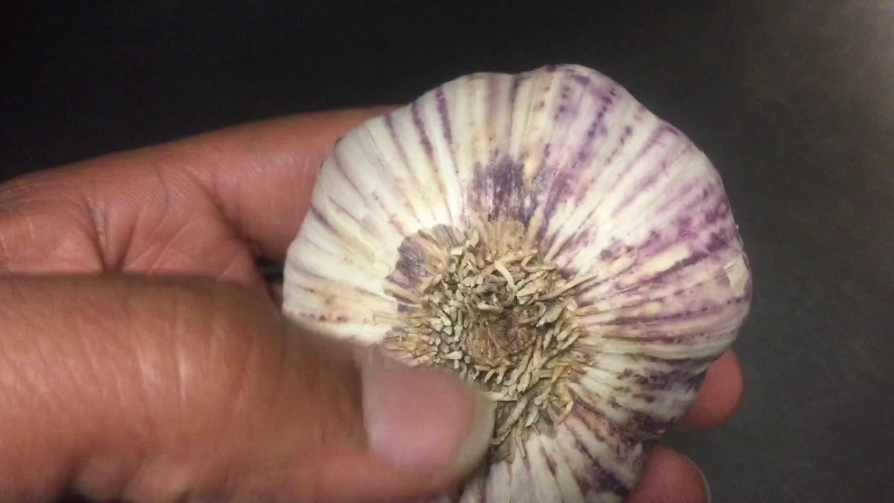 Organic garlic vs GMO - YouTube