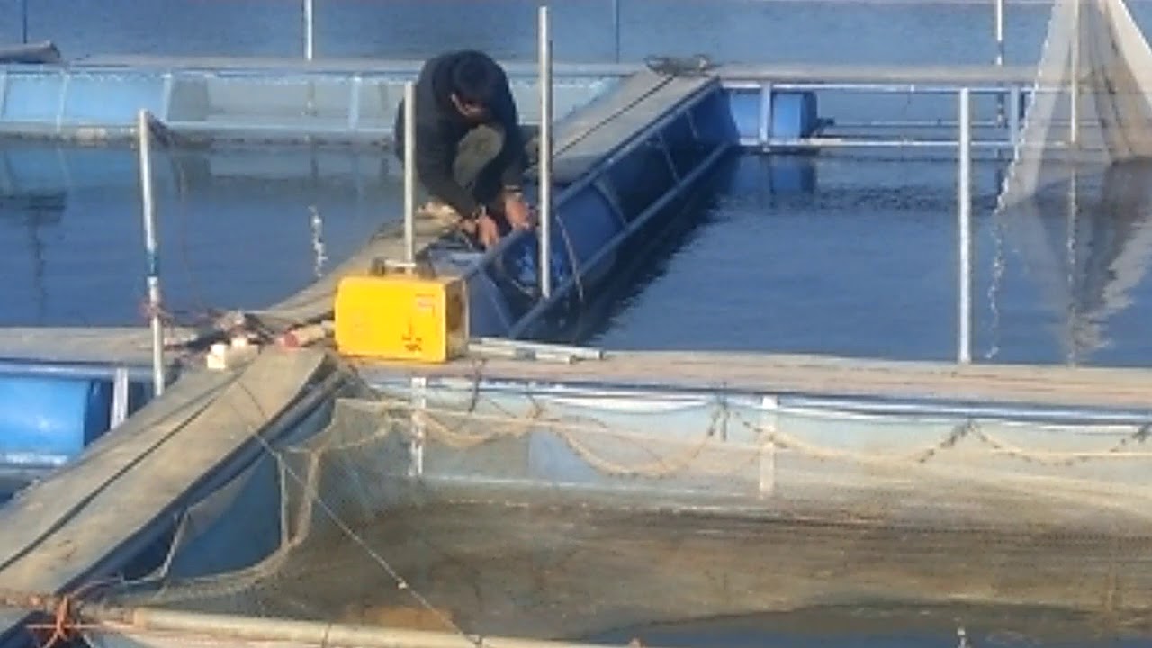 Construction of fish cage @ Siktui Farms & Resorts - YouTube