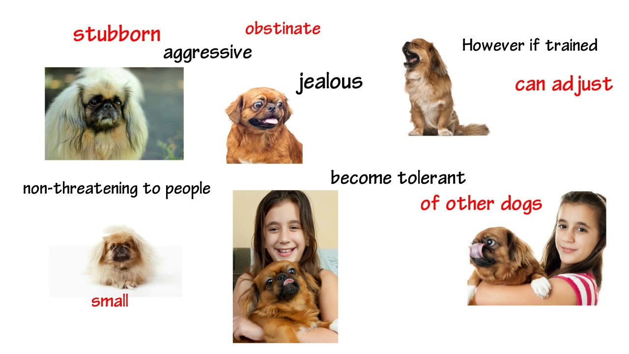 Are Pekingese Aggressive