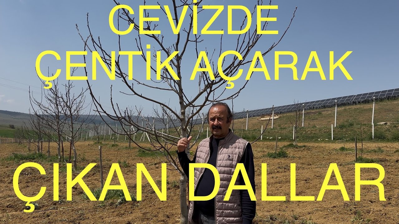 ÇENTİK ATARAK DAL ÇIKARDIĞIMIZ BİR AĞAÇ. Ceviz Adam Ahmet - YouTube