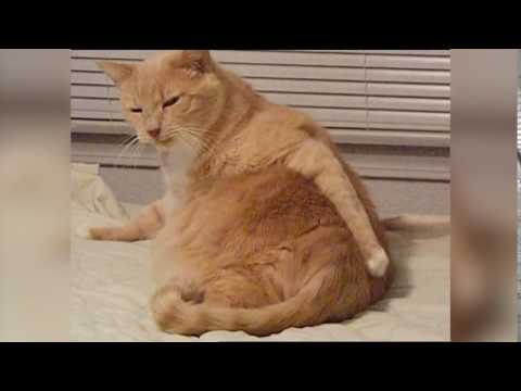 Götünü insan gibi kaşıyan hayattan bezmiş kedi