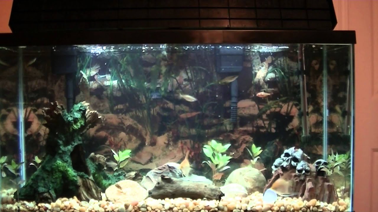 38 Gallon Fish Tank Update: One Week (Feeding, New Fish, Orange Veil ...
