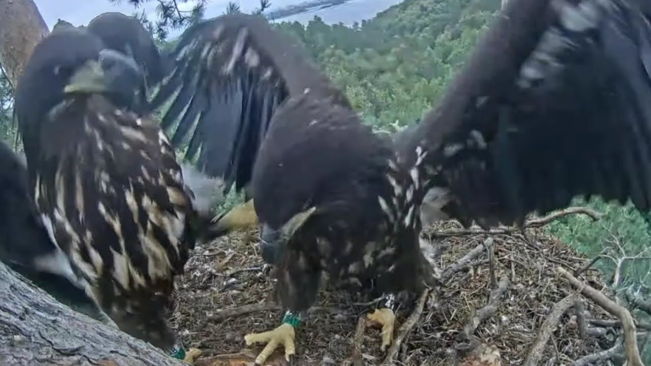 Elder eaglet kick little sister when she jump on him | White-tailed ...