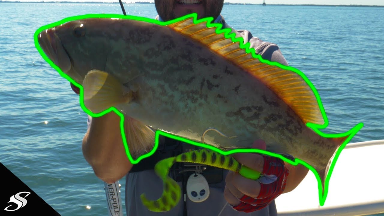 Learn How to Catch Tasty Saltwater Grouper Trolling! - YouTube
