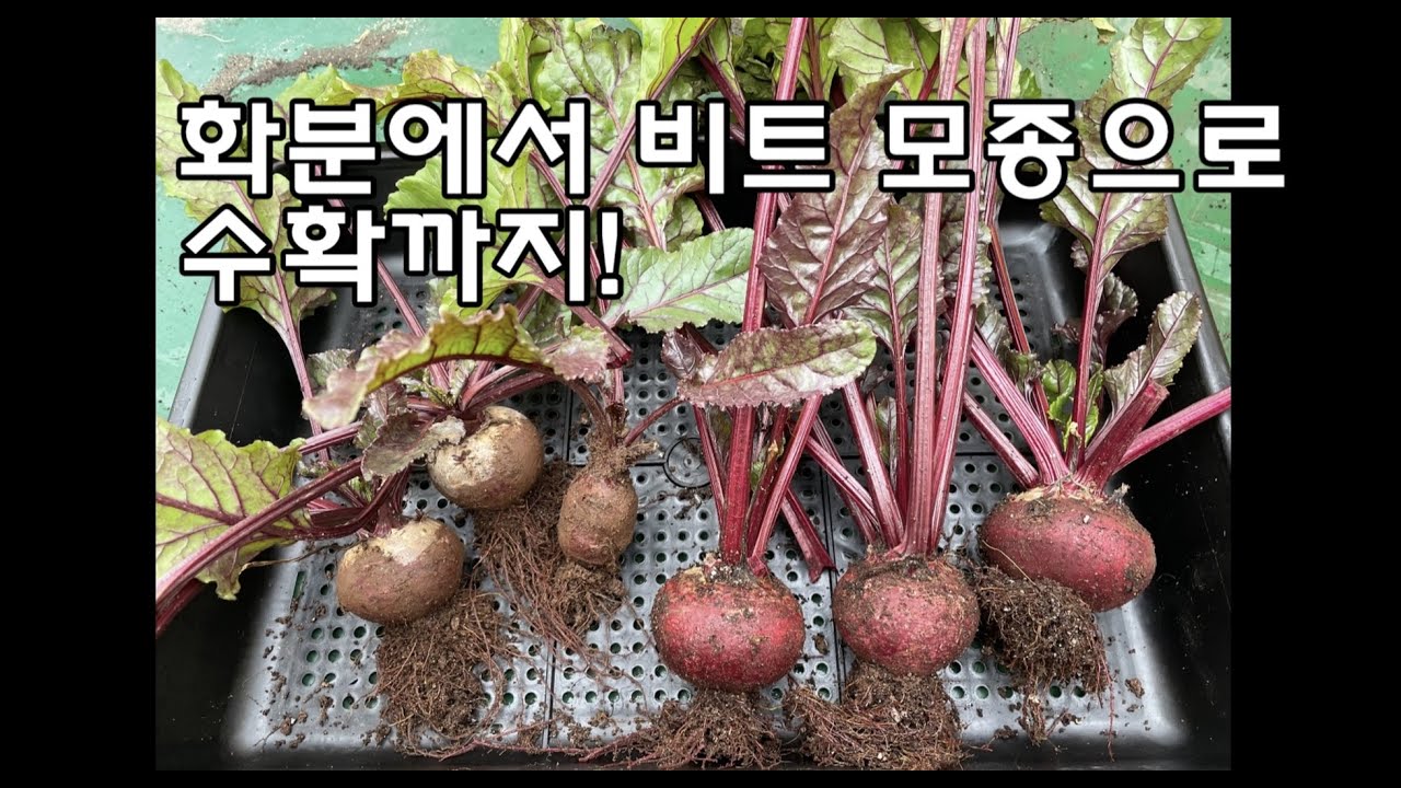 화분에서 비트키우기/비트모종으로 수확하기|비트키우기 ::How To Grow Redbeet - YouTube