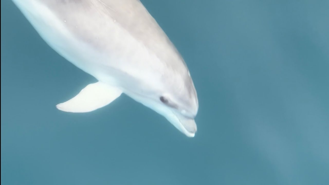Unreal Dolphin Sailing in Estepona, Spain - YouTube