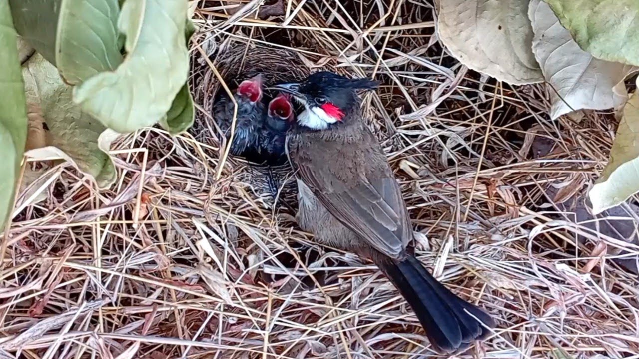 Red whiskered bulbul feeding chicks || Part 4 - YouTube