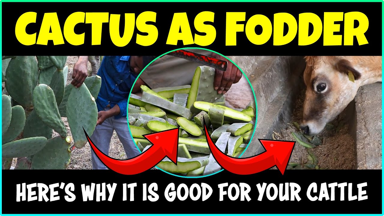 Use of Spineless Prickly Pear Cactus as Fodder for Livestock: Here’s ...