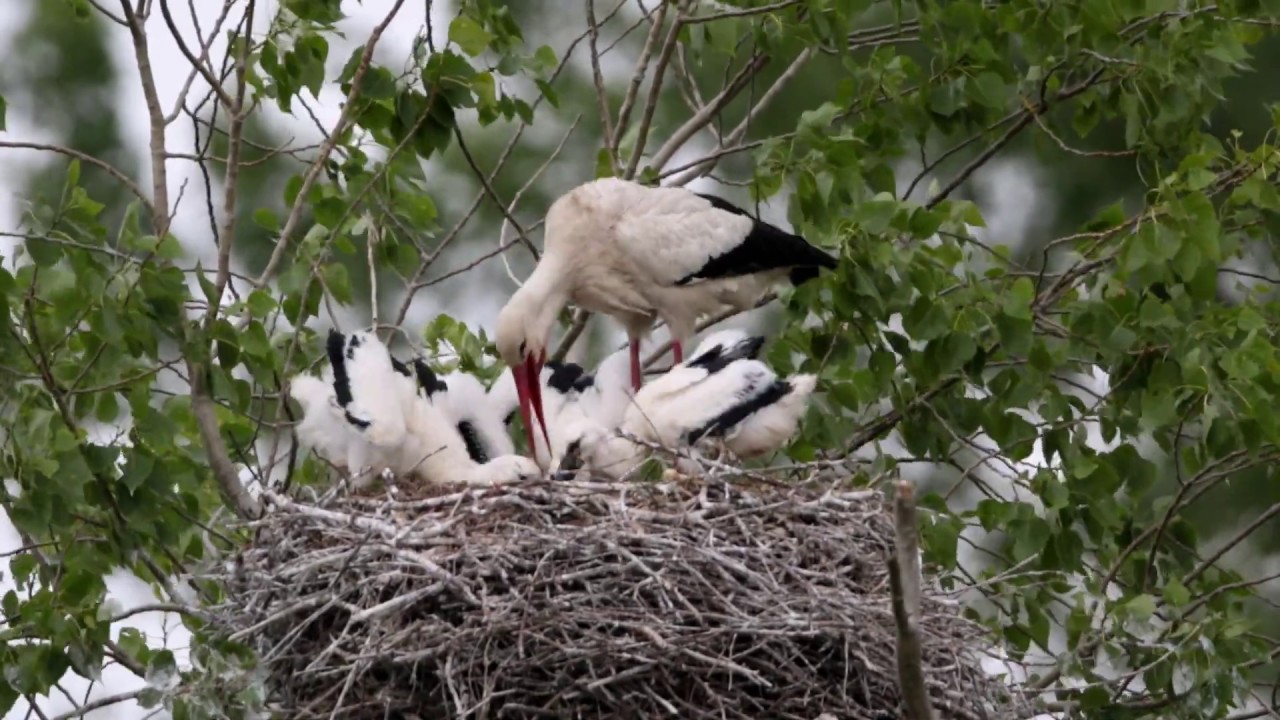 Stork feeding babies - YouTube