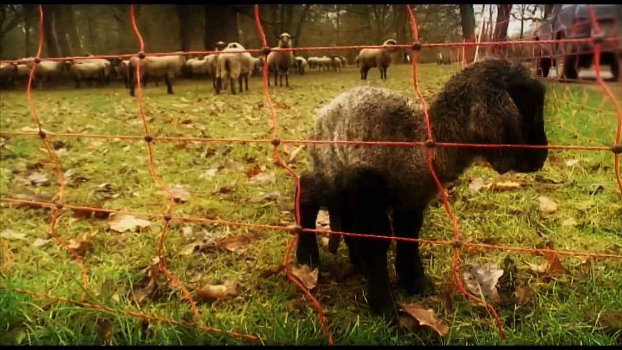 Cute Baby Lamb - Crazy Newborn Baby Lamb is Crying - MUST SEE - YouTube