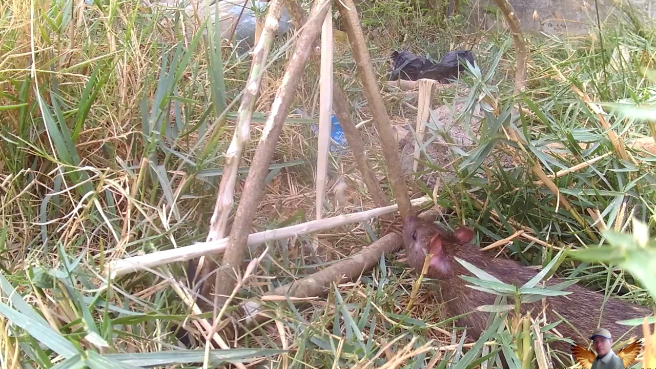 mouse trap fail - rat trap fail - rat trap video#2 - YouTube