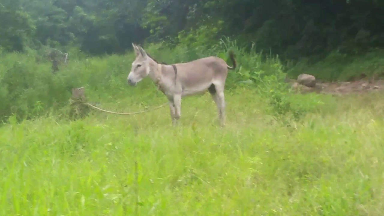 Vlog#6: Chepstow River..(Donkey and Horse) nuh mix.. - YouTube