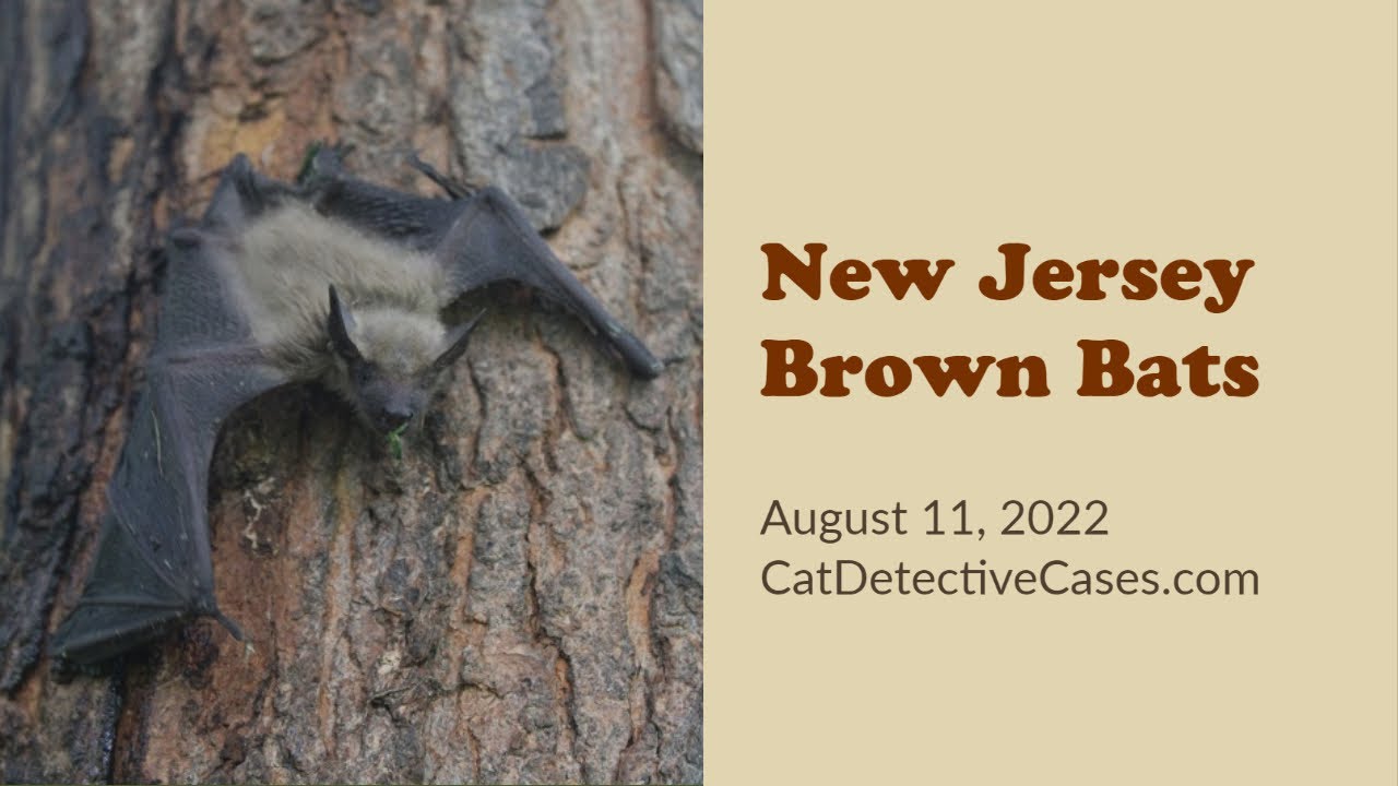 NJ Brown Bats 2022 - YouTube