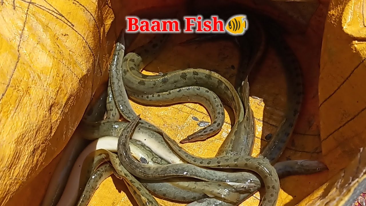 Baam Fishing In Net Fishing Baam Fish Catch | Best Fish Baam Fish🐠 ...