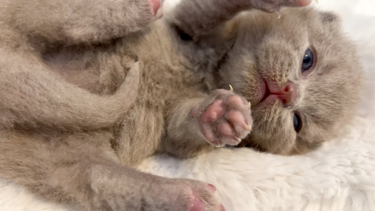 Baby Kittens 2 Weeks After Birth | Waking Up From Nap Yawning Meowing ...