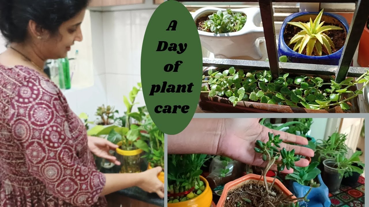 how to take care of the house plants/ plant care tips - YouTube