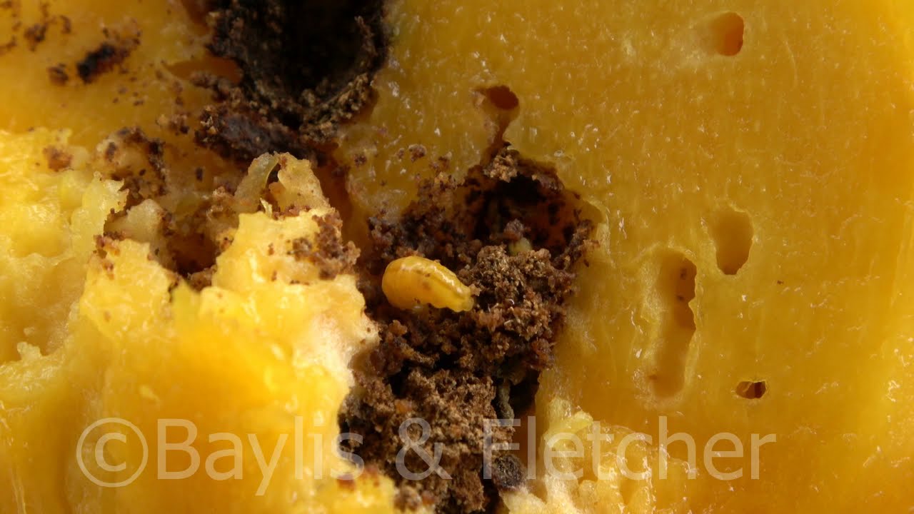 Mango Pulp Weevil Grub, Malaysia. 20200718_155602.uhd - YouTube