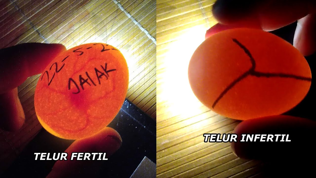 Cara Membedakan Telur Fertil Dan Infertil Youtube