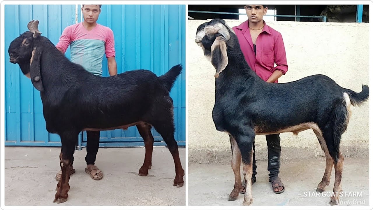 #Big GOATS #STAR_GOATS_FARM #Asif_std - YouTube