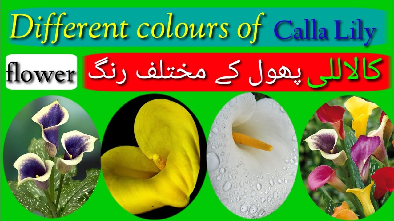 Calla Lily phool k mukhtalif rang | Different colours of Calla Lily ...