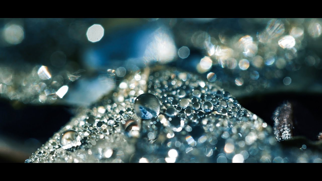 Forest - Cinematography Nelson BC, CANADA - YouTube