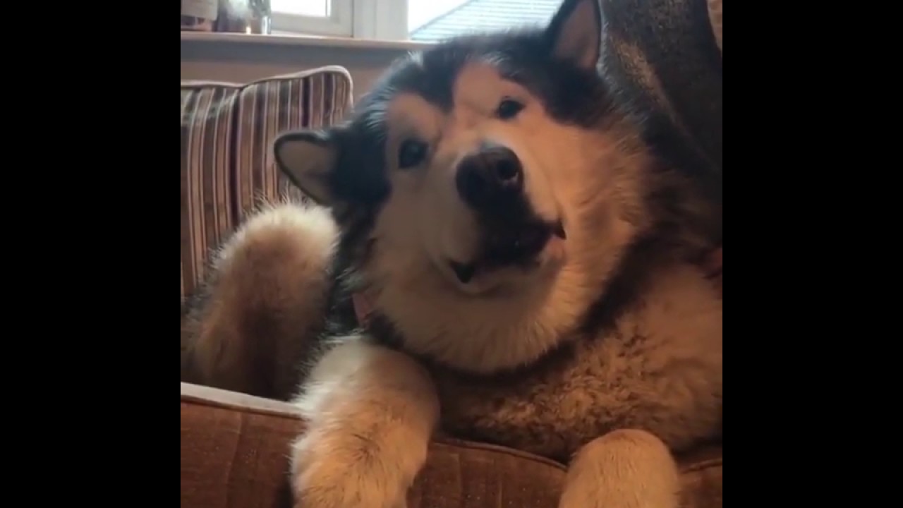 how to make your dog smile :) - YouTube