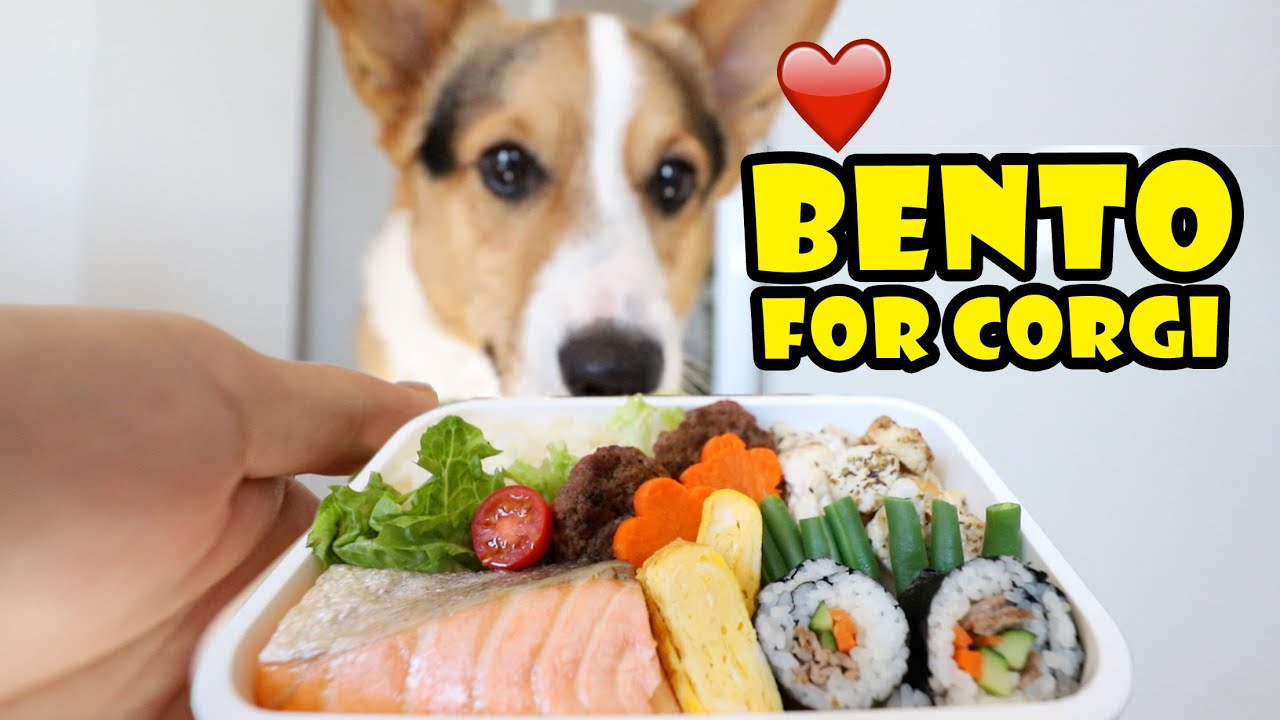 I Made My CORGI a Gourmet BENTO Box || Life After College: Ep. 682 ...