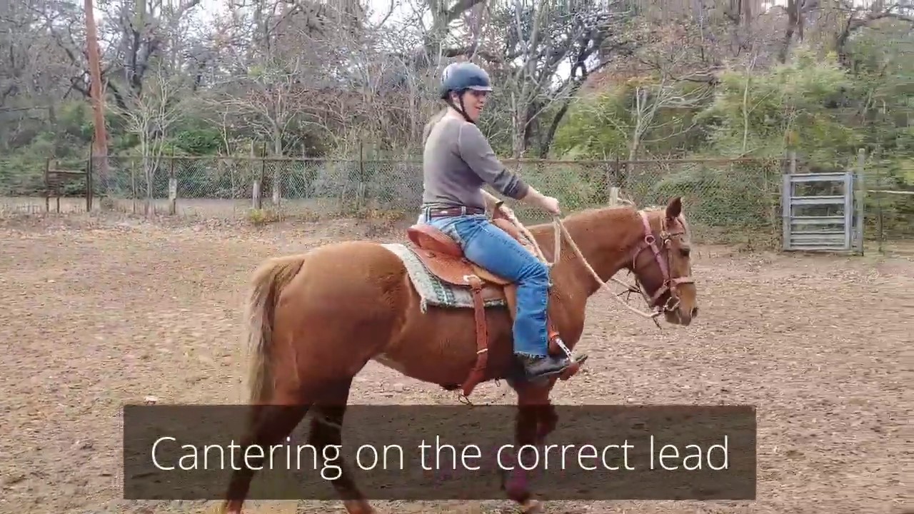 Canter work picking up the correct lead and starting to soften - YouTube